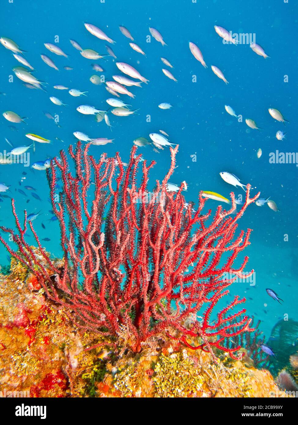 Scenics from the coral reefs of the mesoamerican barrier. Mayan Riviera ...