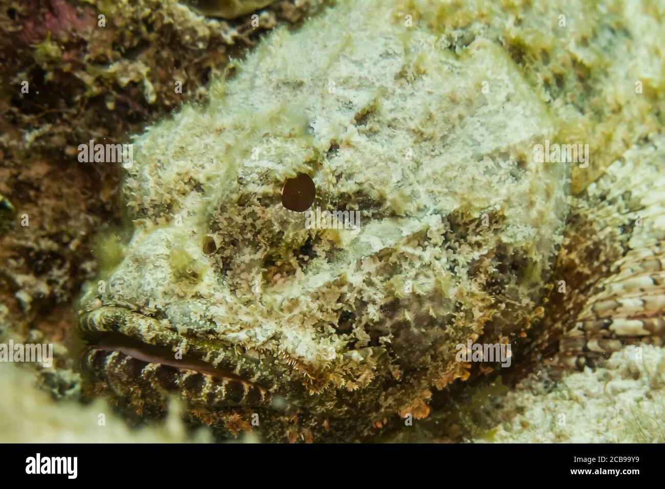 Fish from the reefs of the Mexican Caribbean. Riviera maya, Quintana ...