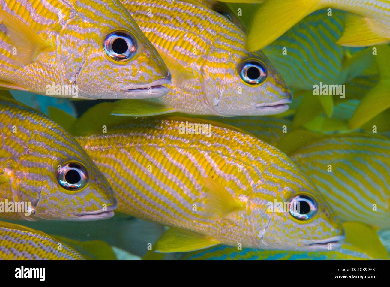 School of grunts and snapper from the coral reefs of the mesoamerican ...