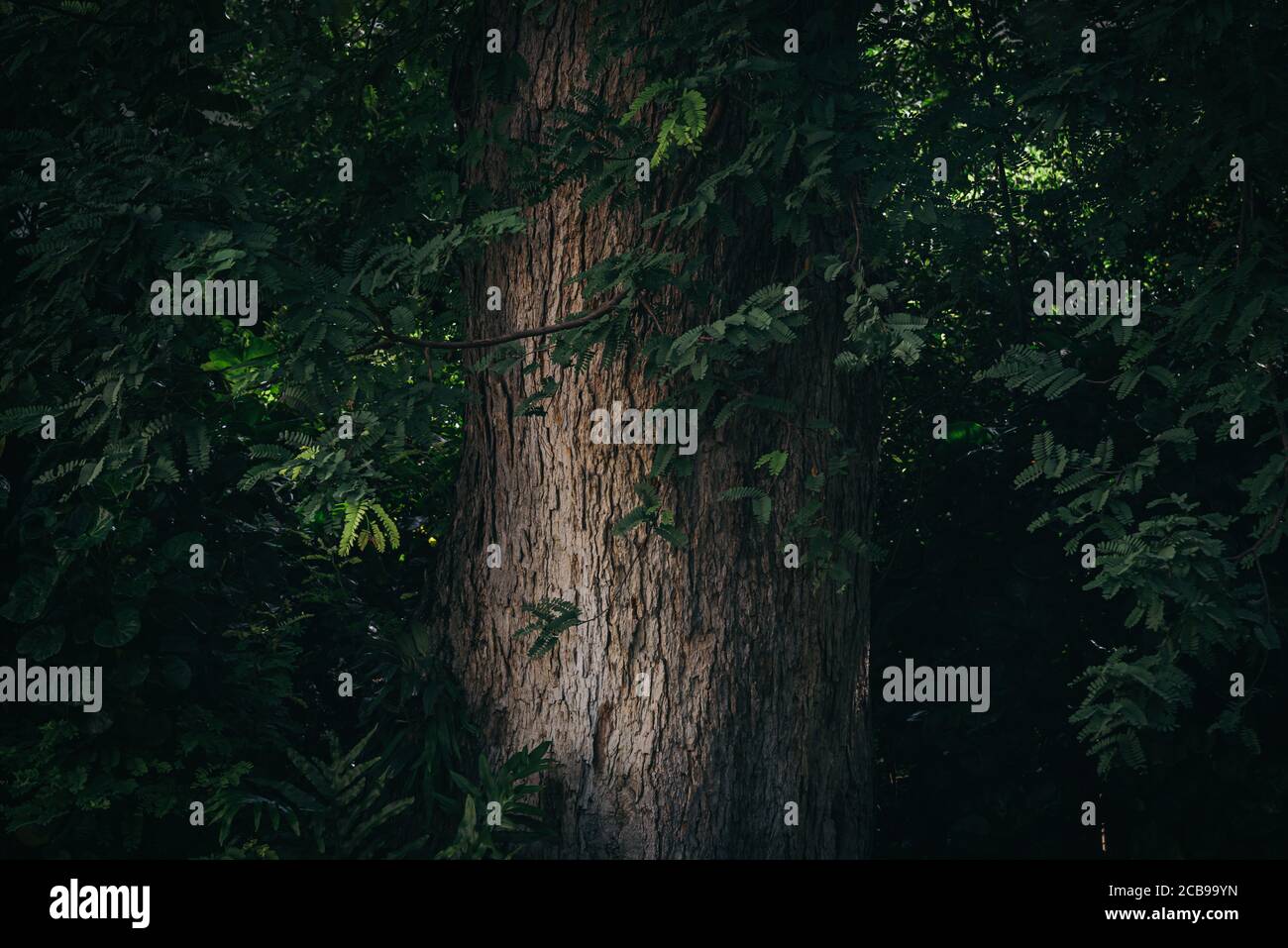 Dark leaves oak tree hi-res stock photography and images - Alamy