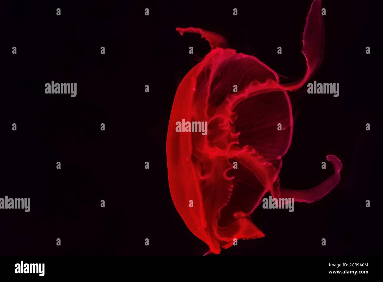 Critters from the coral reefs of the caribbean sea Stock Photo - Alamy