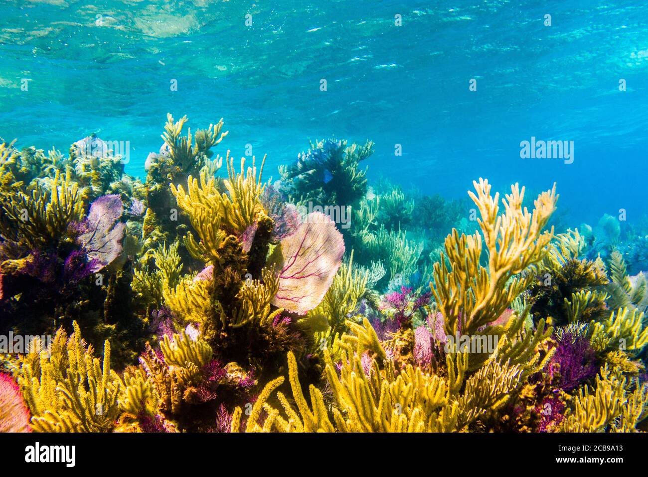 Scenics from the coral reefs of the mesoamerican barrier. Mayan Riviera ...