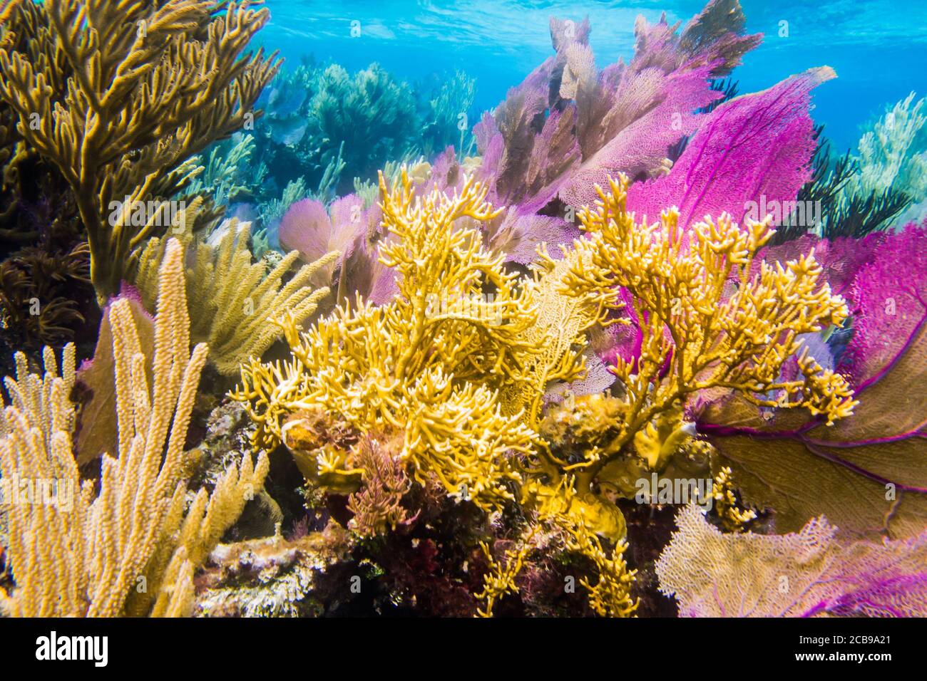 Scenics from the coral reefs of the mesoamerican barrier. Mayan Riviera ...