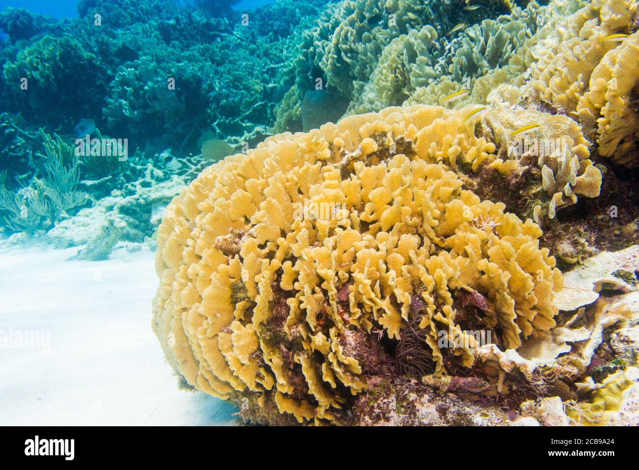 Scenics from the coral reefs of the mesoamerican barrier. Mayan Riviera ...