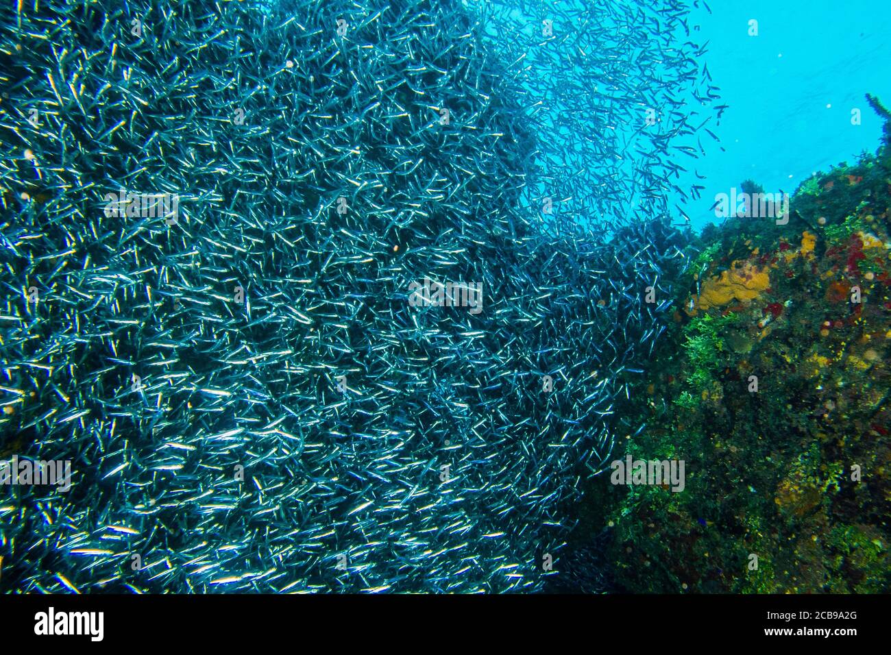 Fish from the reefs of the Mexican Caribbean. Riviera maya, Quintana ...