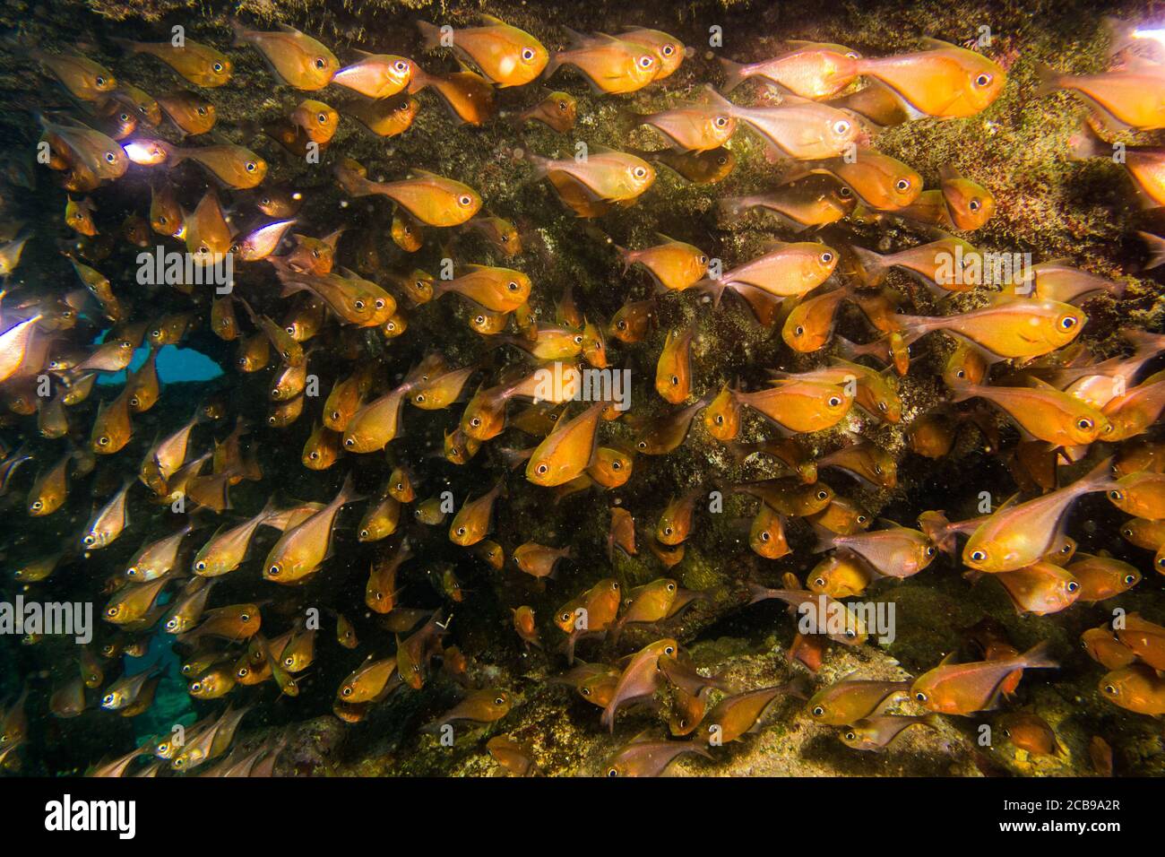 Fish from the reefs of the Mexican Caribbean. Riviera maya, Quintana ...