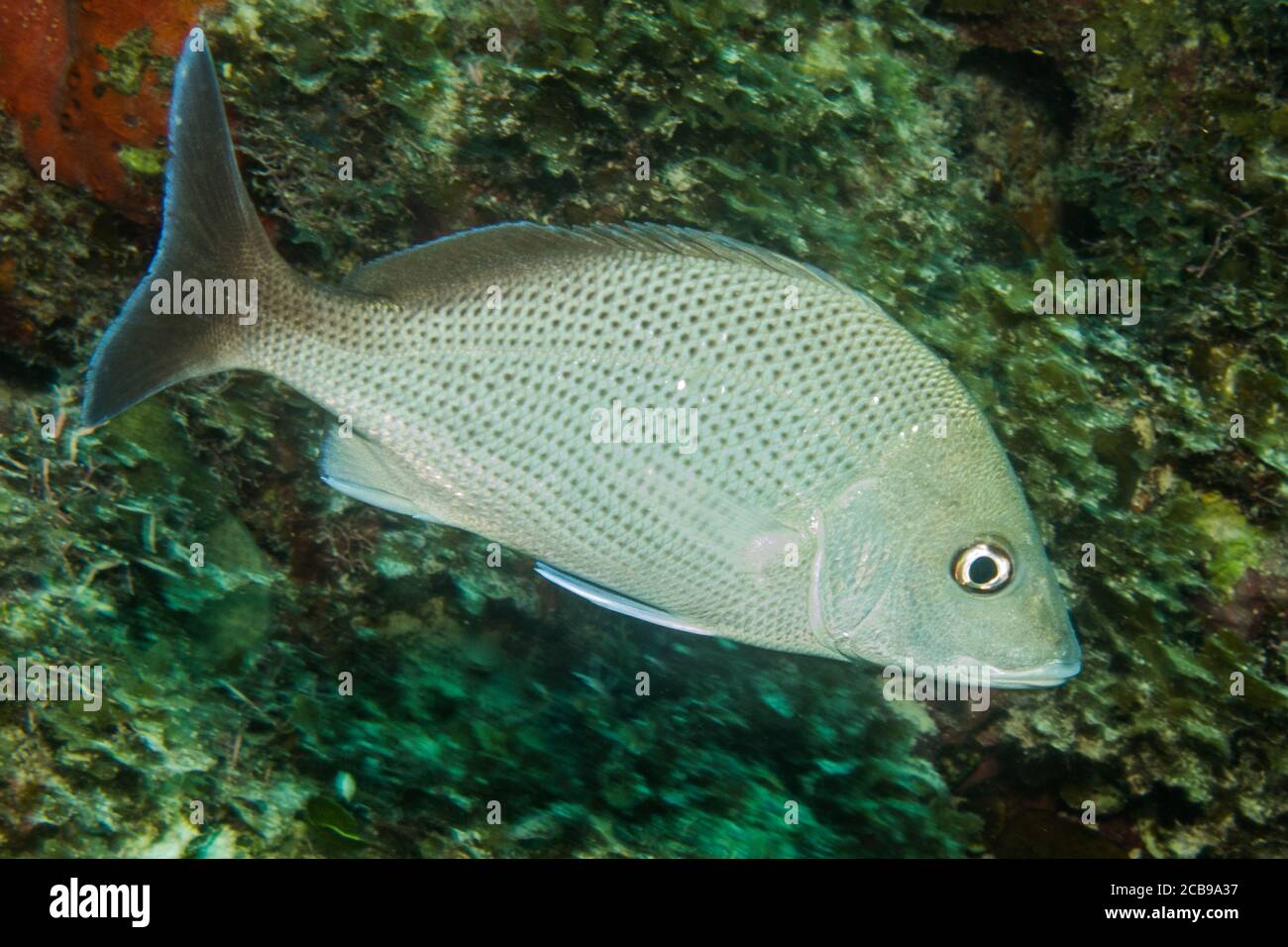 Fish from the reefs of the Mexican Caribbean. Riviera maya, Quintana ...