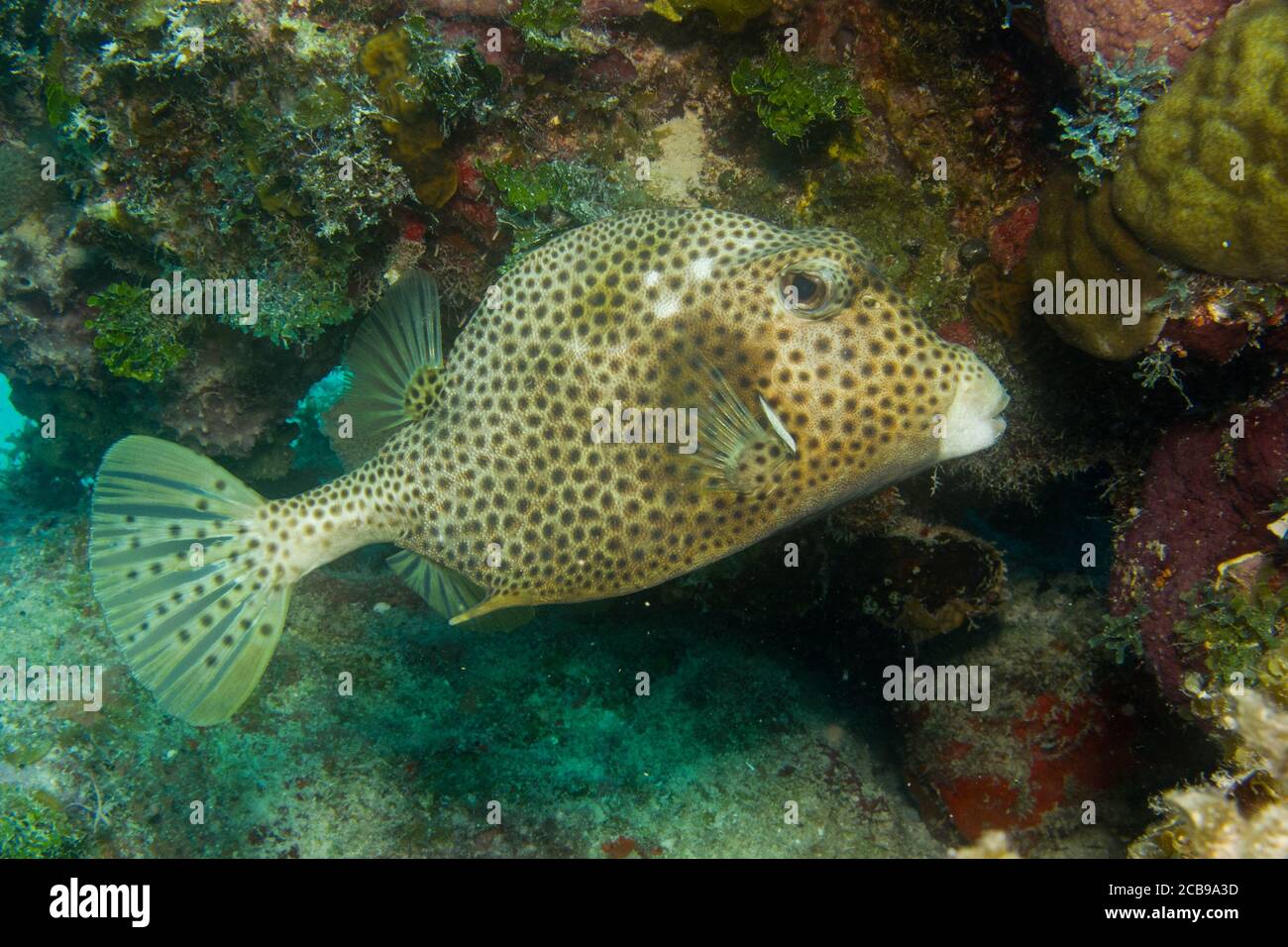 Fish from the reefs of the Mexican Caribbean. Riviera maya, Quintana ...