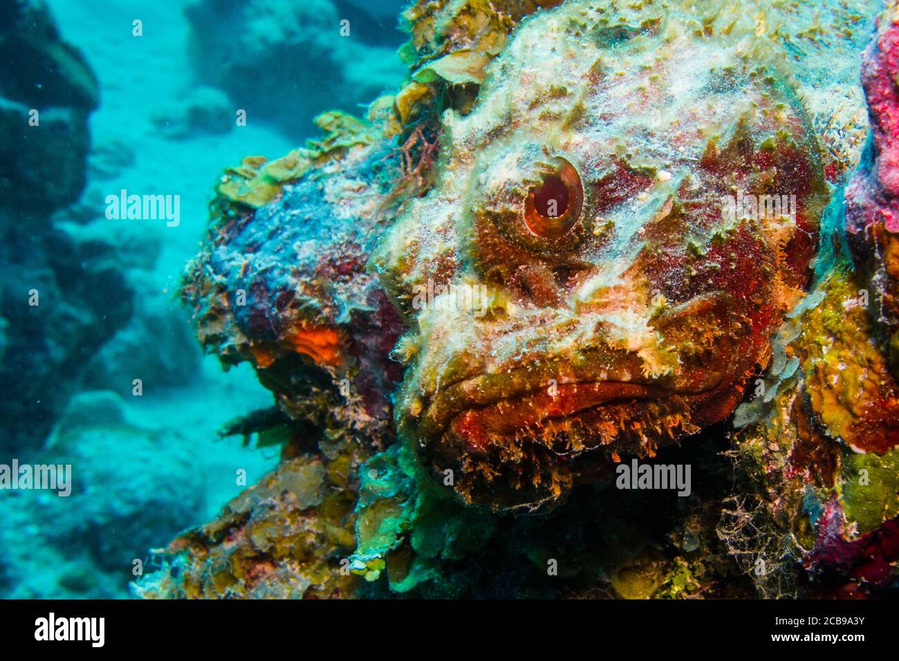Fish from the reefs of the Mexican Caribbean. Riviera maya, Quintana ...