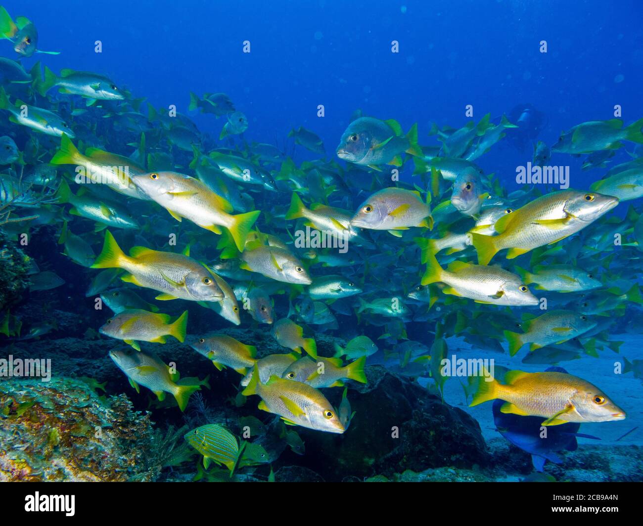 School of grunts and snapper from the coral reefs of the mesoamerican ...