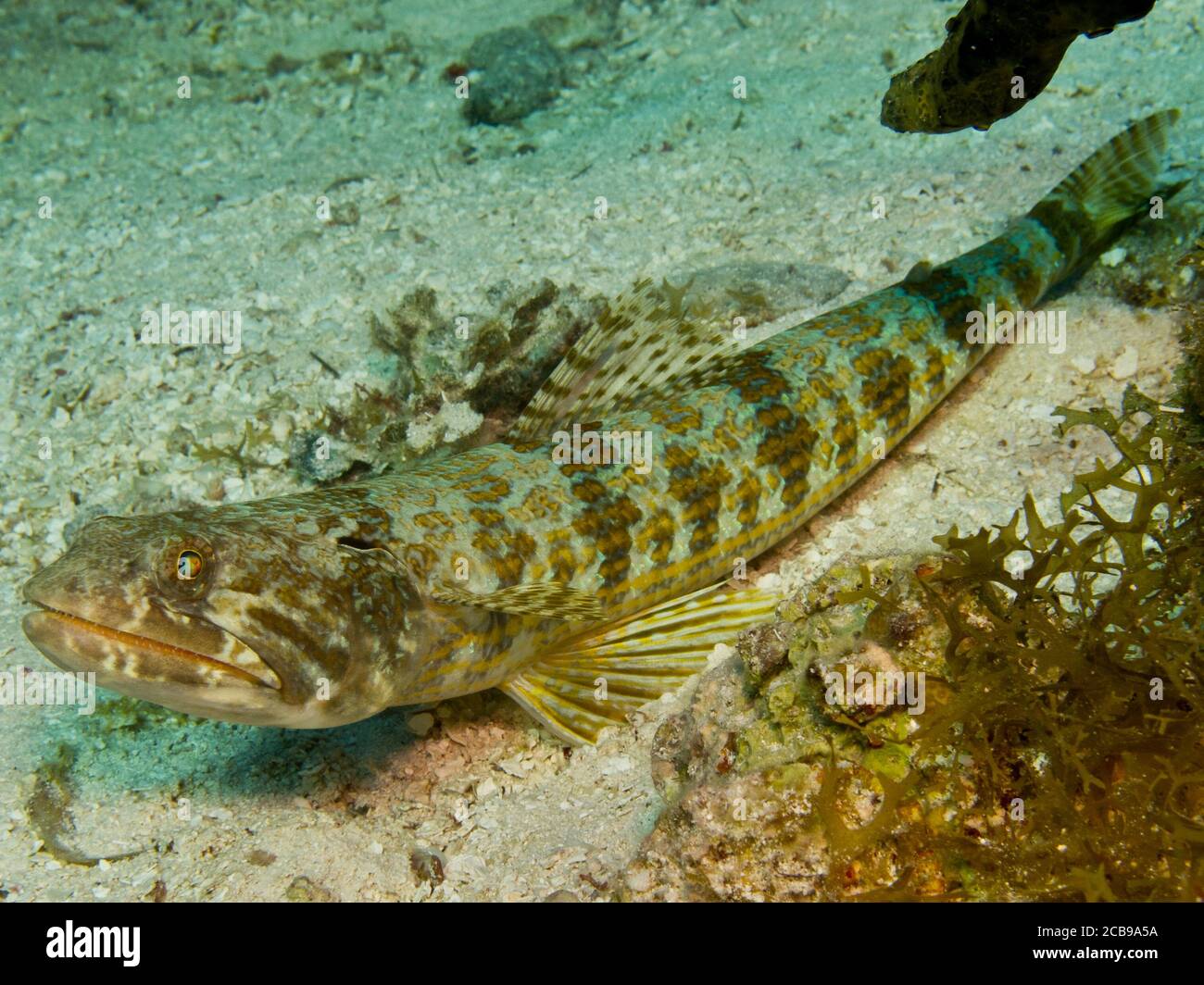 Fish from the reefs of the Mexican Caribbean. Riviera maya, Quintana ...