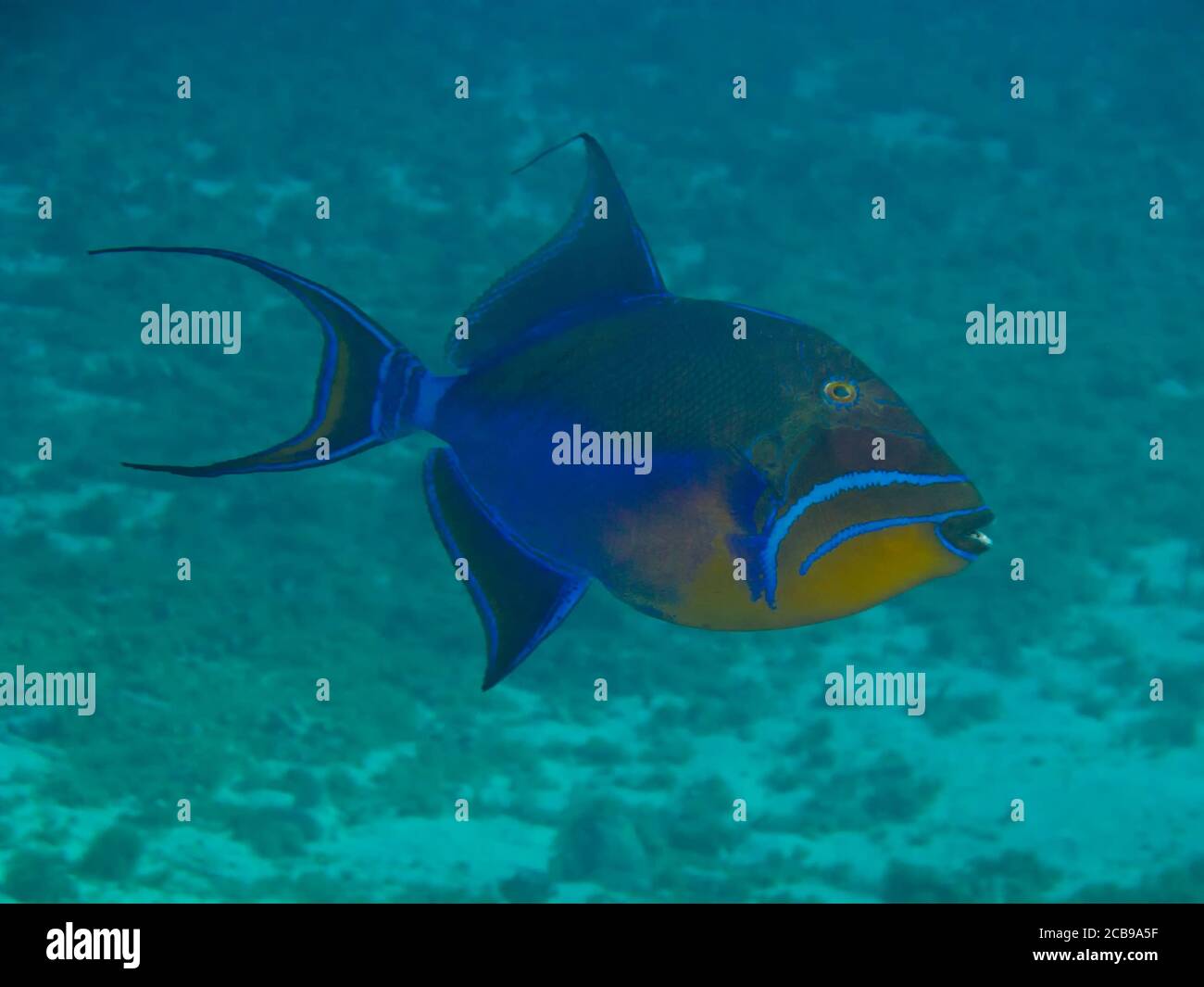 Fish from the reefs of the Mexican Caribbean. Riviera maya, Quintana ...