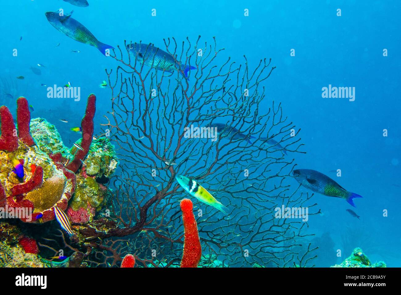 Fish from the reefs of the Mexican Caribbean. Riviera maya, Quintana ...