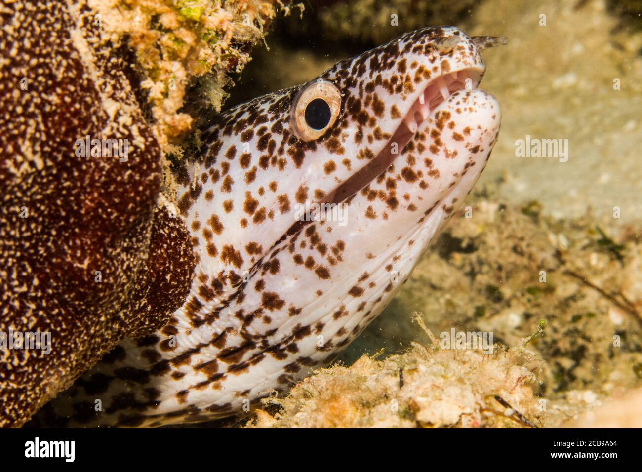 Fish from the reefs of the Mexican Caribbean. Riviera maya, Quintana ...