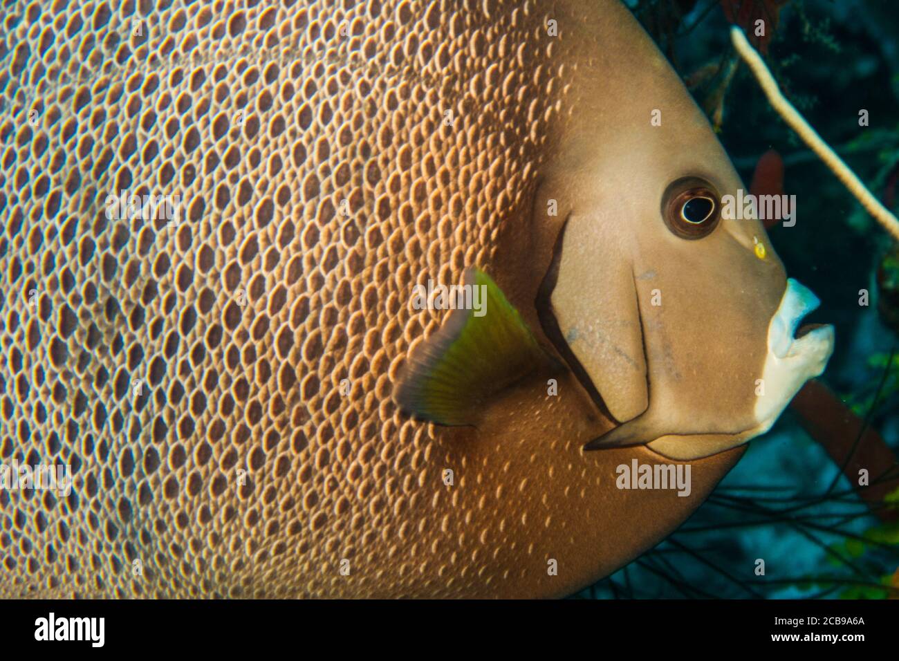 Fish from the reefs of the Mexican Caribbean. Riviera maya, Quintana ...