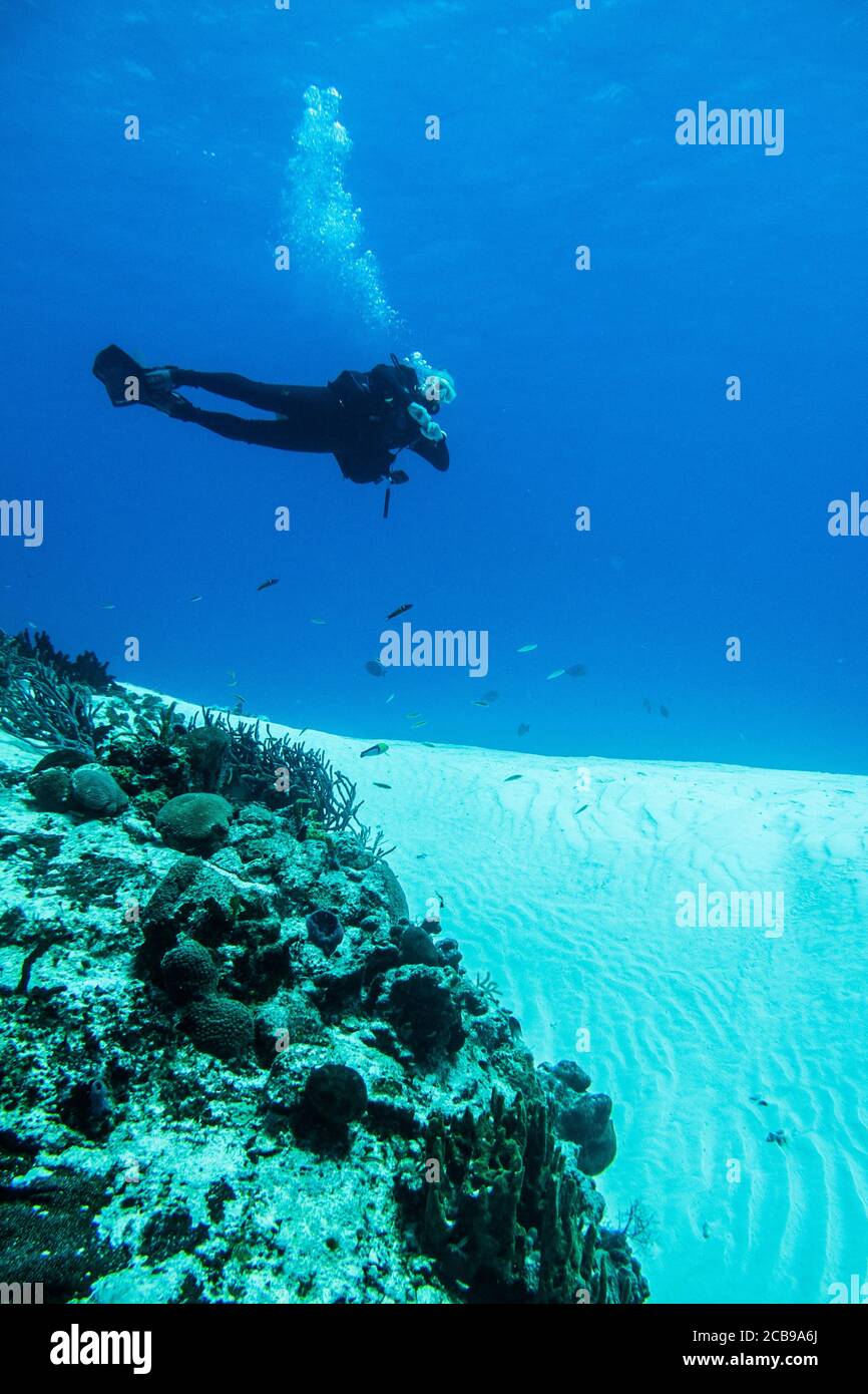 Divers interacting with wildlife in the reef of the mexican caribbean ...
