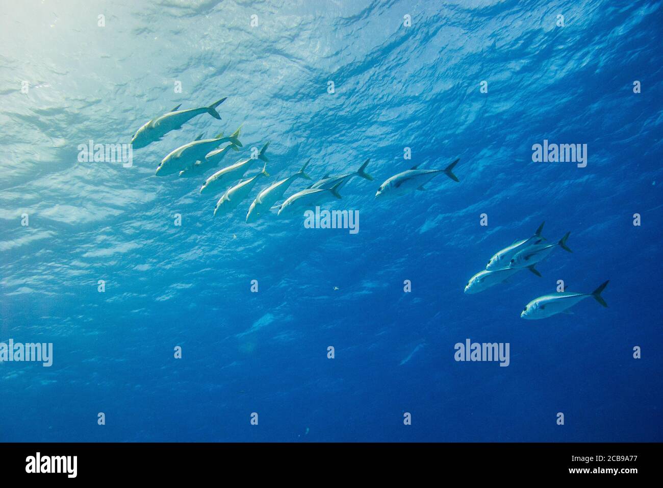 Fish from the reefs of the Mexican Caribbean. Riviera maya, Quintana ...