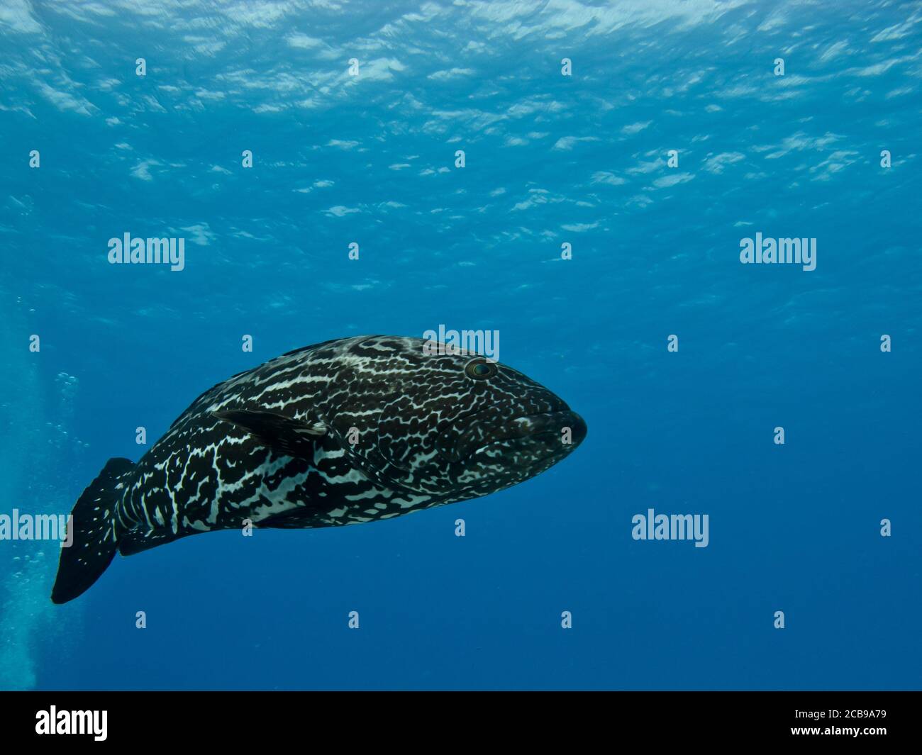 Fish from the reefs of the Mexican Caribbean. Riviera maya, Quintana ...