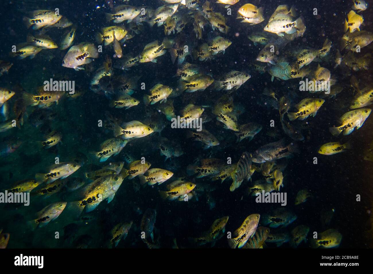 fish on the Cenotes from the yucatan peninsula, mexico Stock Photo - Alamy