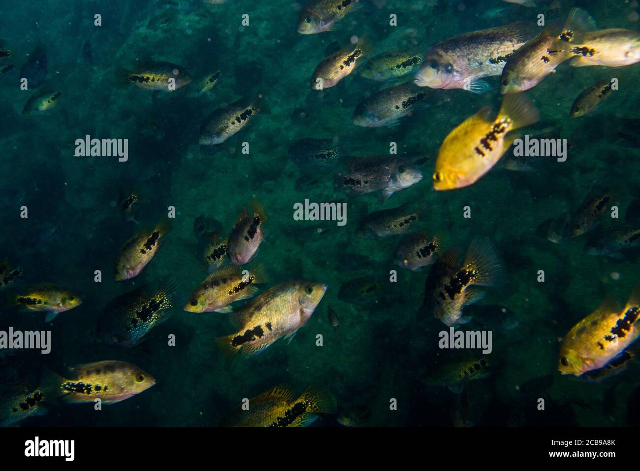 fish on the Cenotes from the yucatan peninsula, mexico Stock Photo - Alamy