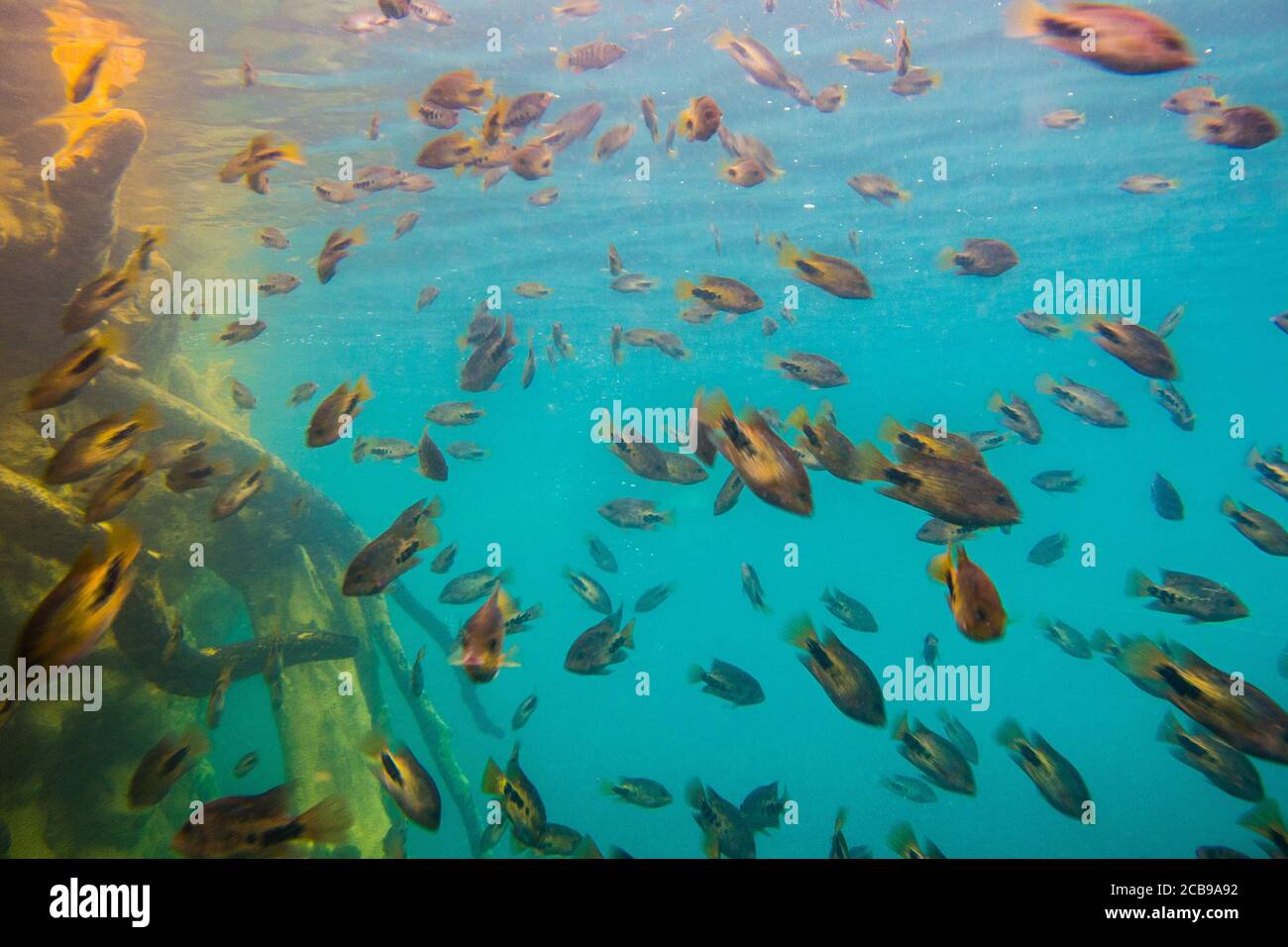 Yucatan peninsula cenote fish hi-res stock photography and images - Alamy