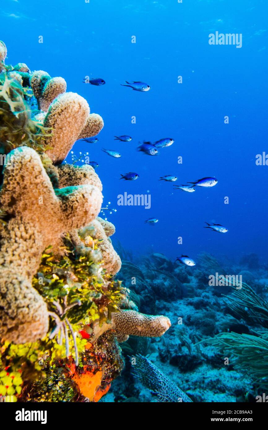 Fish from the reefs of the Mexican Caribbean. Riviera maya, Quintana ...