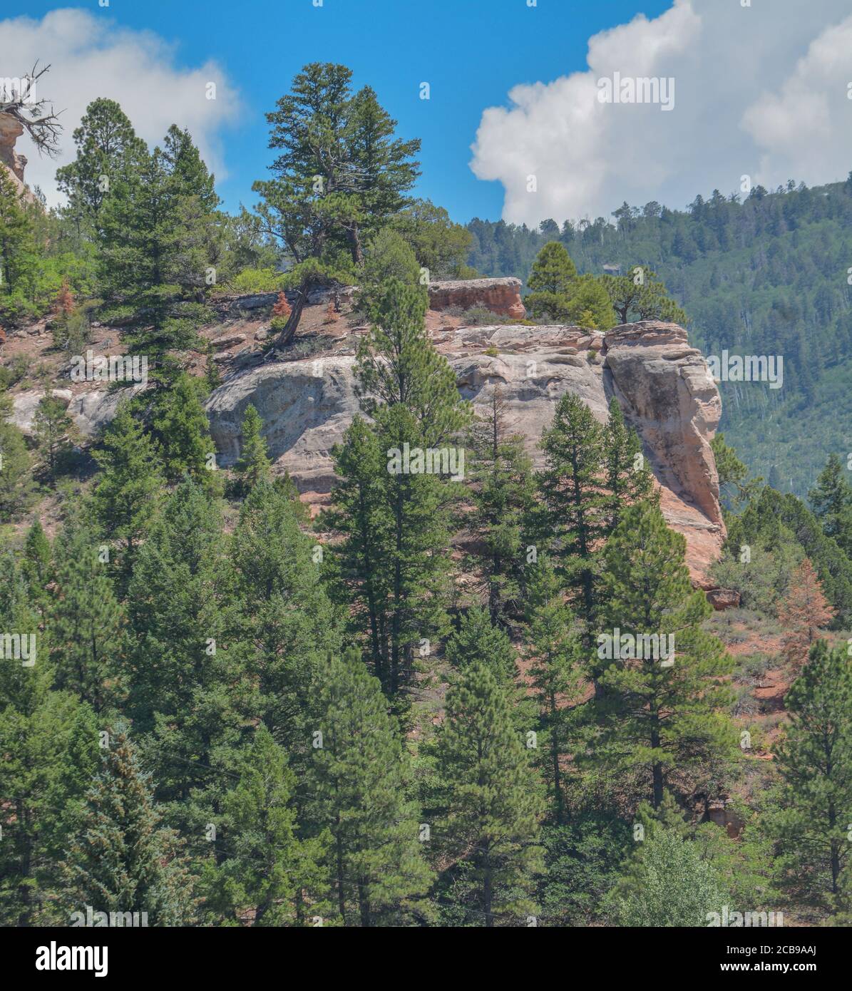 Beautiful red rock formations and gorgeous Ponderosa Pine trees on the ...