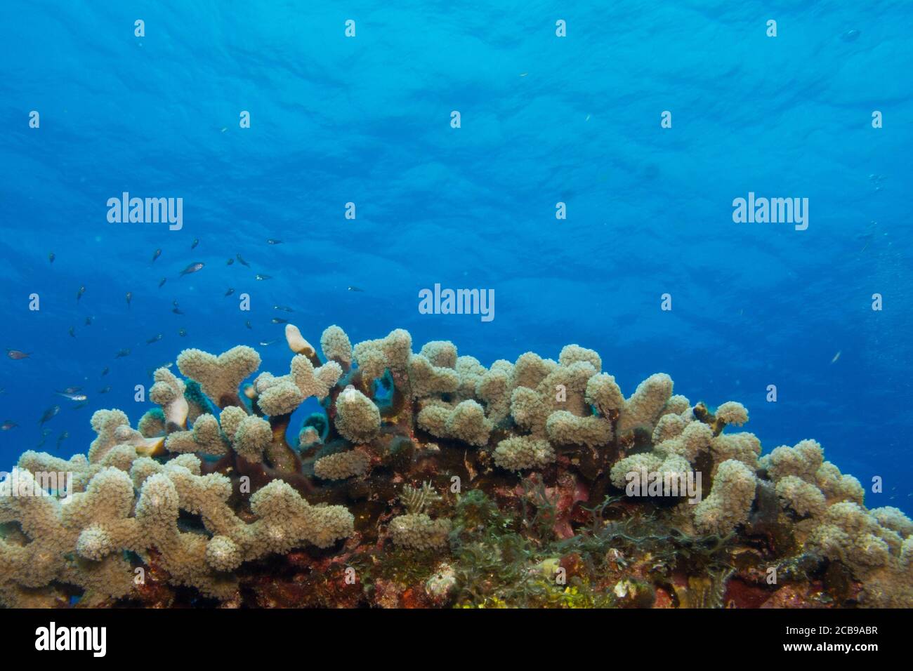 Scenics from the coral reefs of the mesoamerican barrier. Mayan Riviera ...
