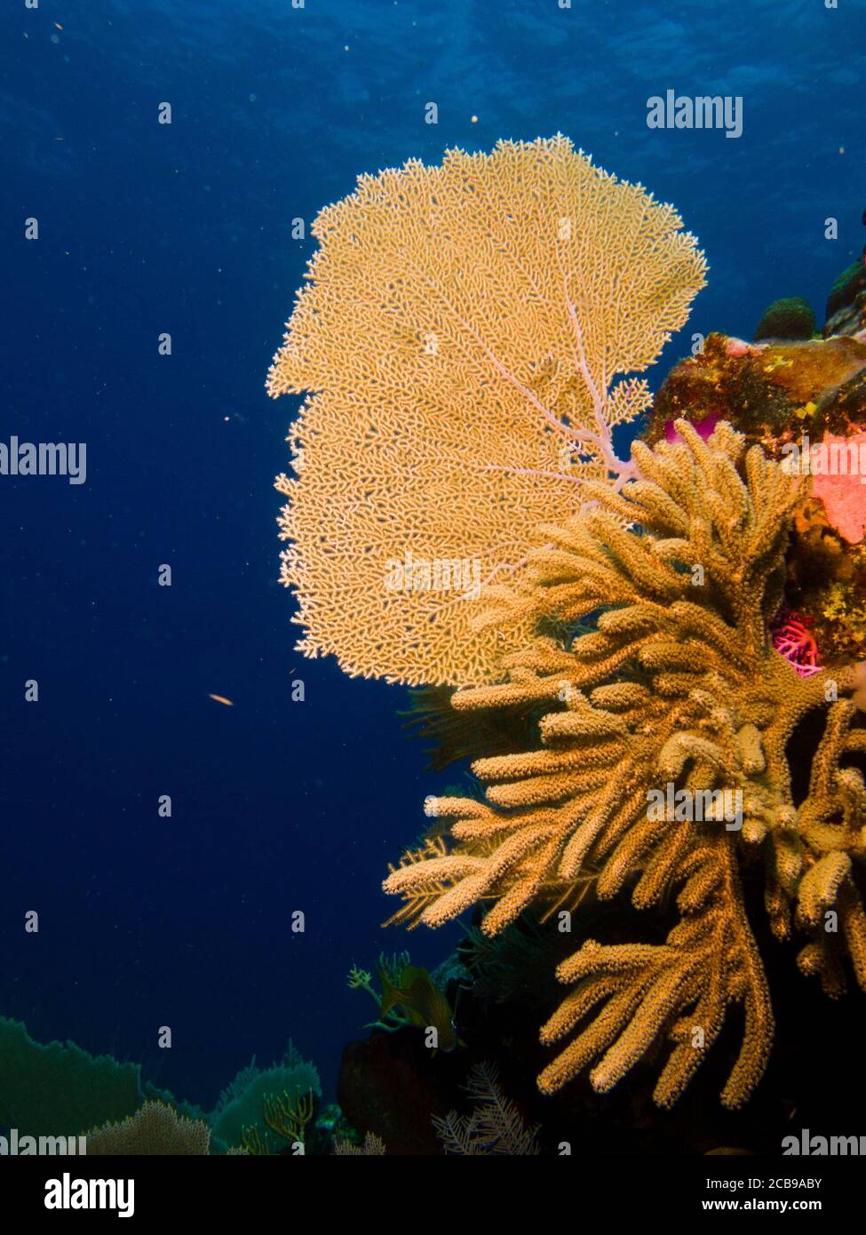 Scenics from the coral reefs of the mesoamerican barrier. Mayan Riviera ...