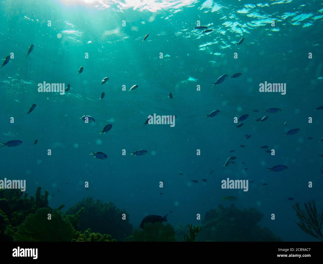 Fish from the reefs of the Mexican Caribbean. Riviera maya, Quintana ...