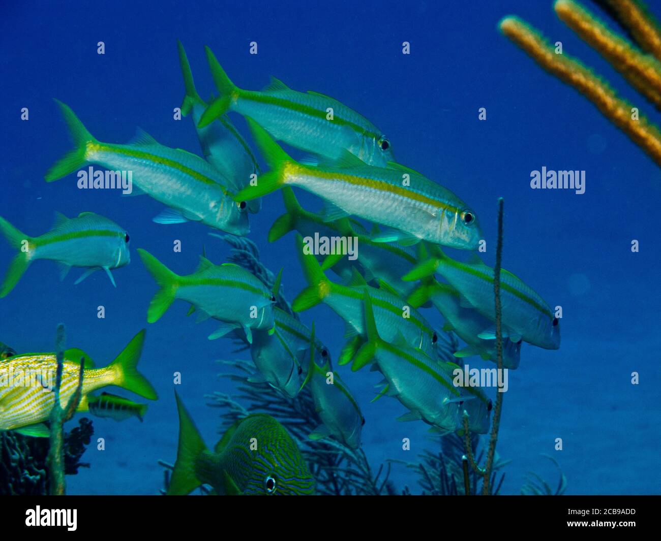 Fish from the reefs of the Mexican Caribbean. Riviera maya, Quintana ...