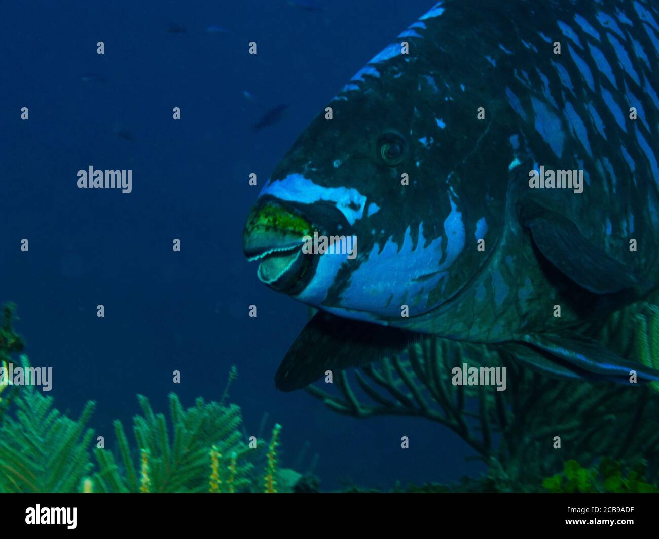 Fish from the reefs of the Mexican Caribbean. Riviera maya, Quintana ...