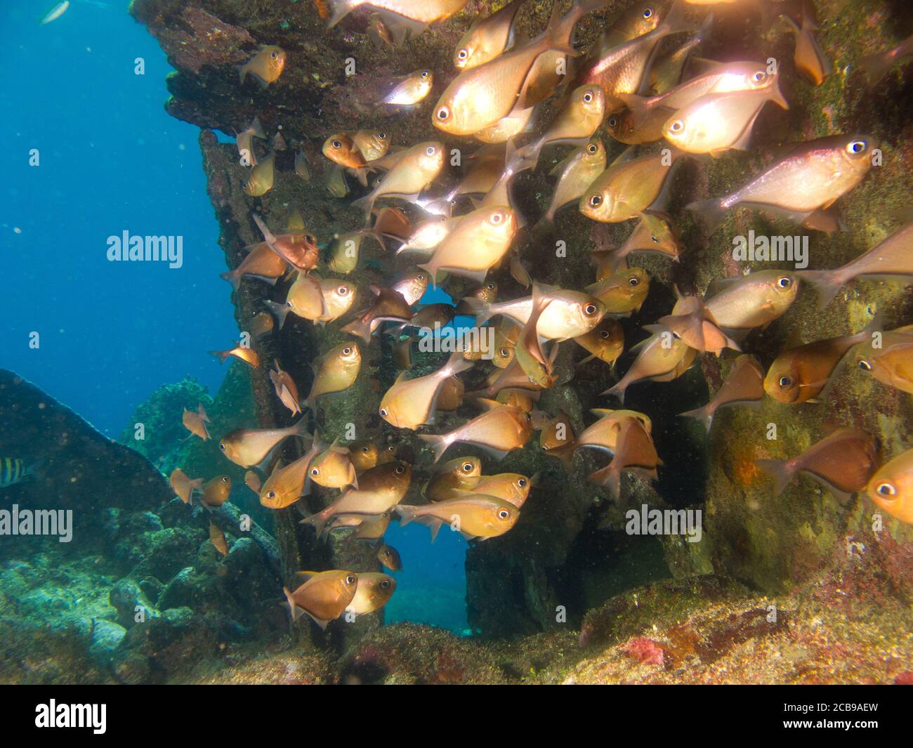 Fish from the reefs of the Mexican Caribbean. Riviera maya, Quintana ...