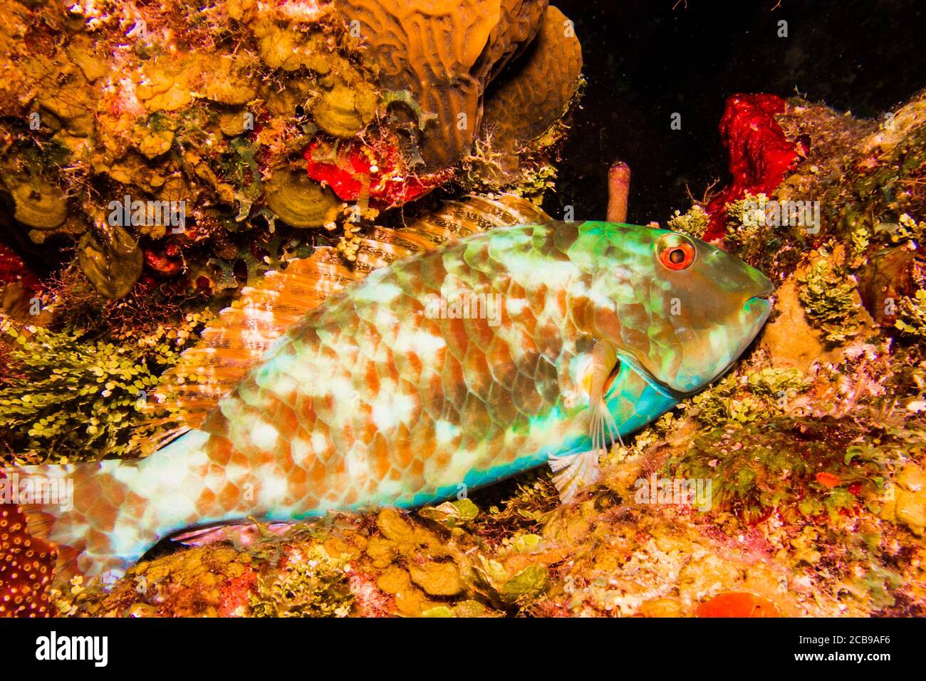 French grey angelfish hi-res stock photography and images - Alamy