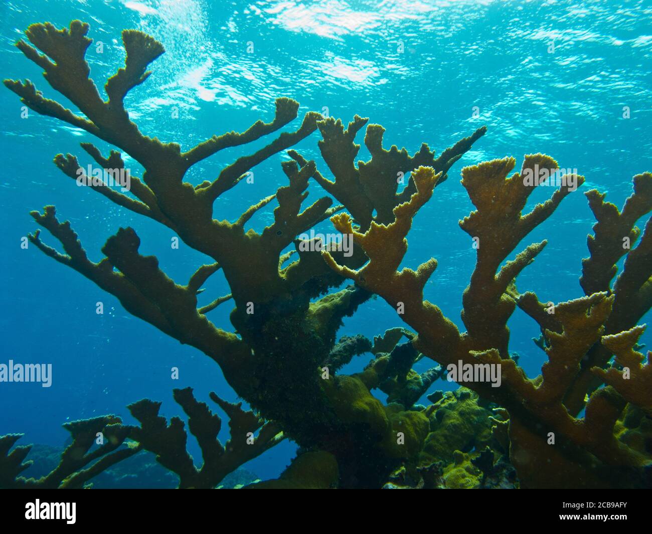 Scenics from the coral reefs of the mesoamerican barrier. Mayan Riviera ...