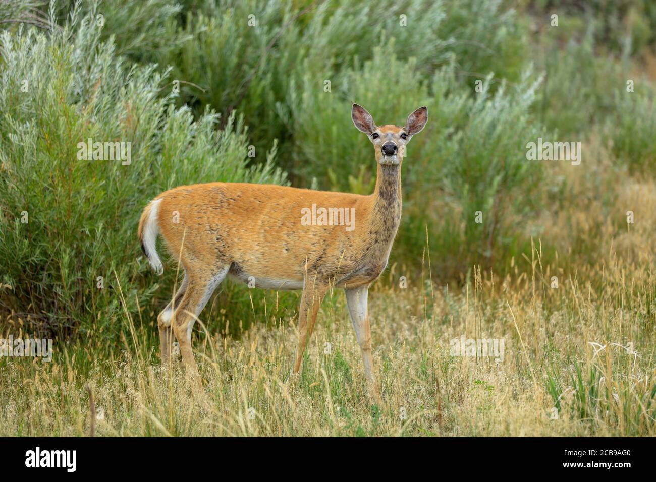 White tailed deer doe Odocoileus virginianus in a field Stock Photo - Alamy