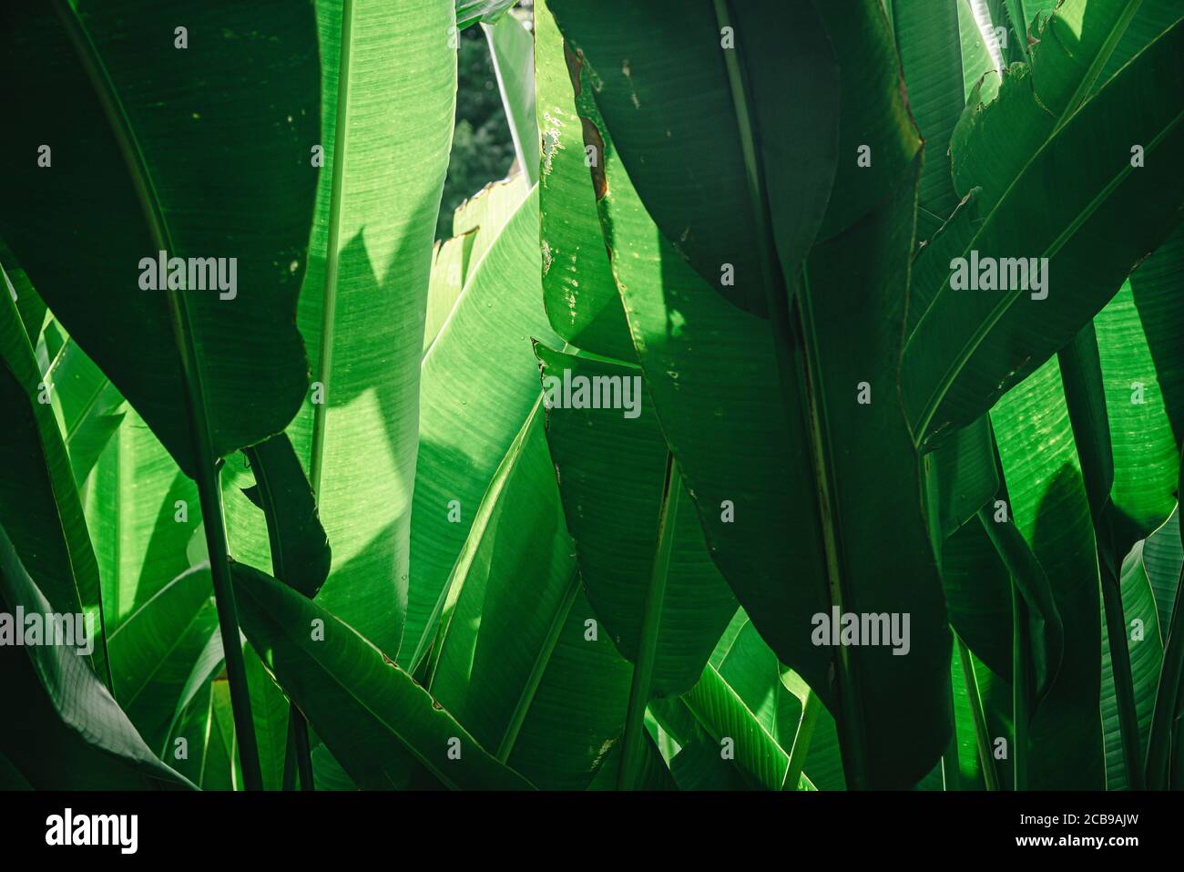 Green tropical long leaves background Stock Photo - Alamy