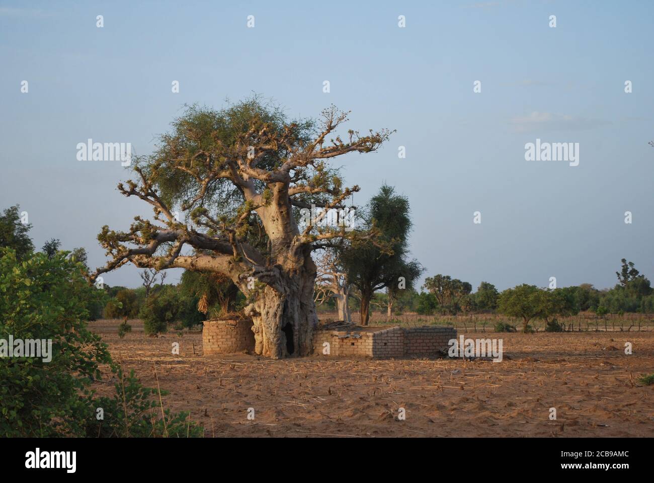 A large baobab tree stands on the edge of a farmer's field, sheltering ...