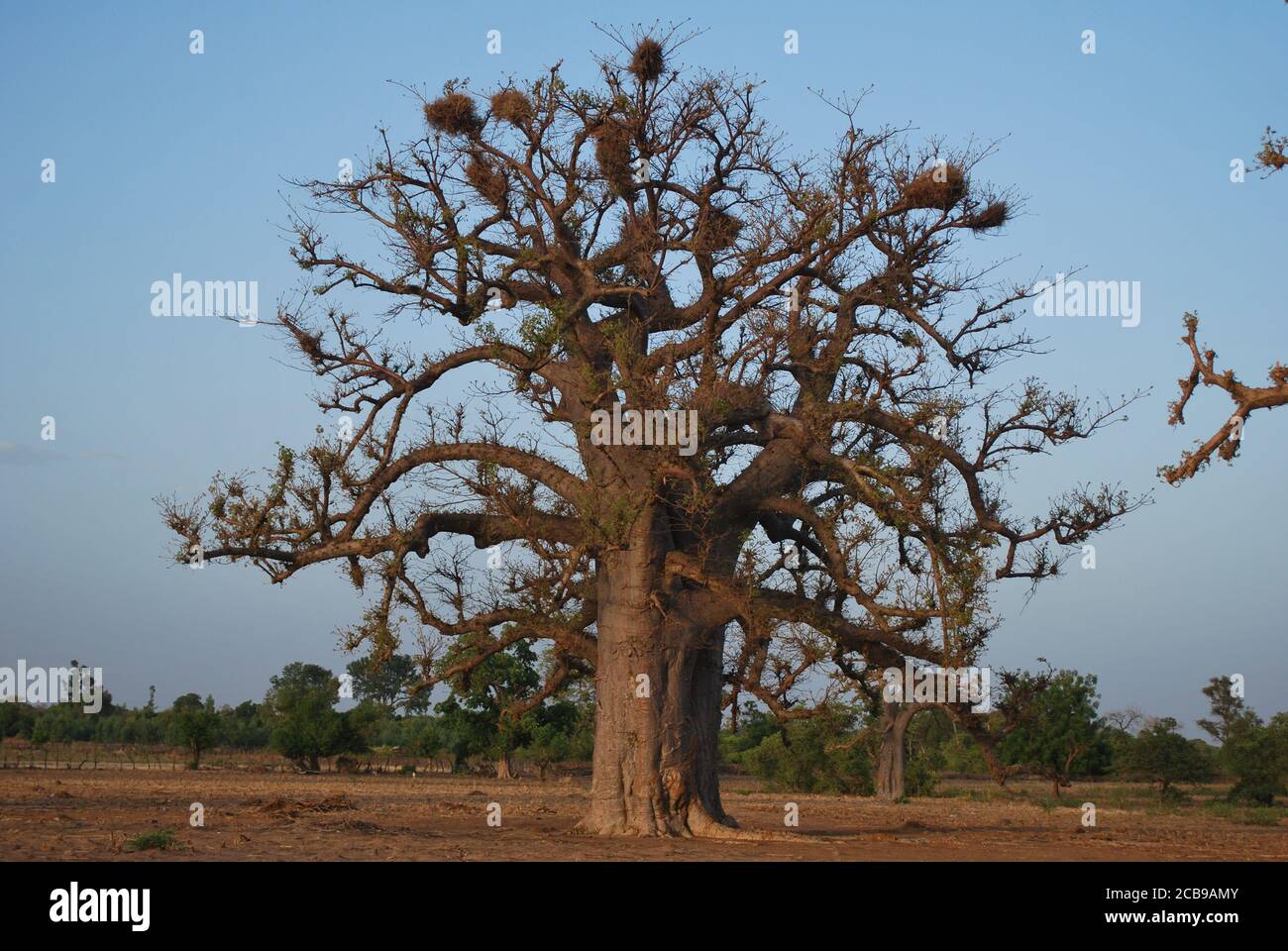 A large baobab tree stands on the edge of a farmer's field in Niger ...