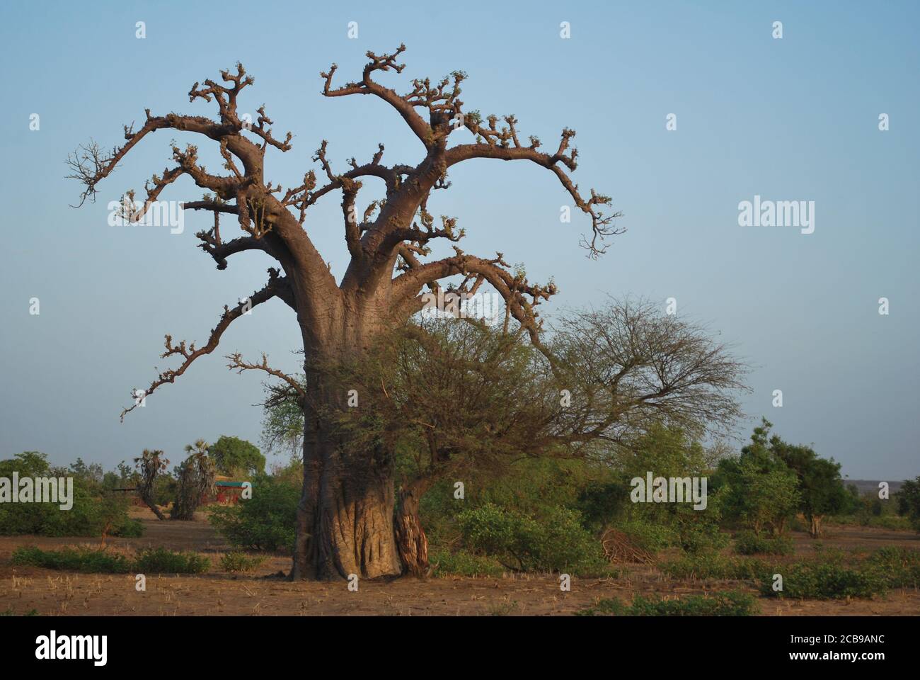 Baobab farm hi-res stock photography and images - Alamy
