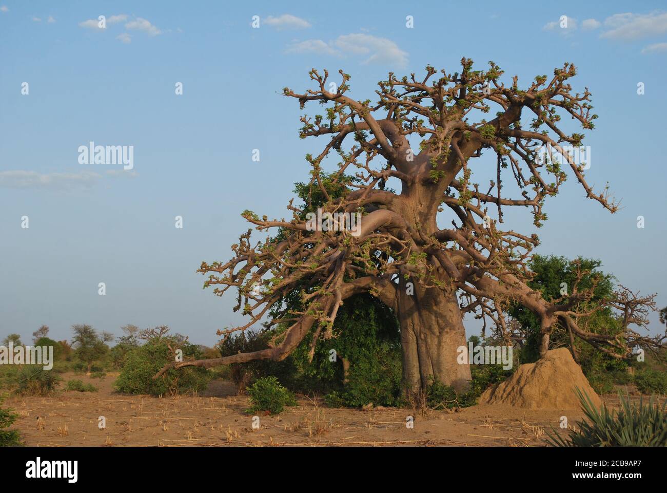 Sahel africa tree hi-res stock photography and images - Alamy