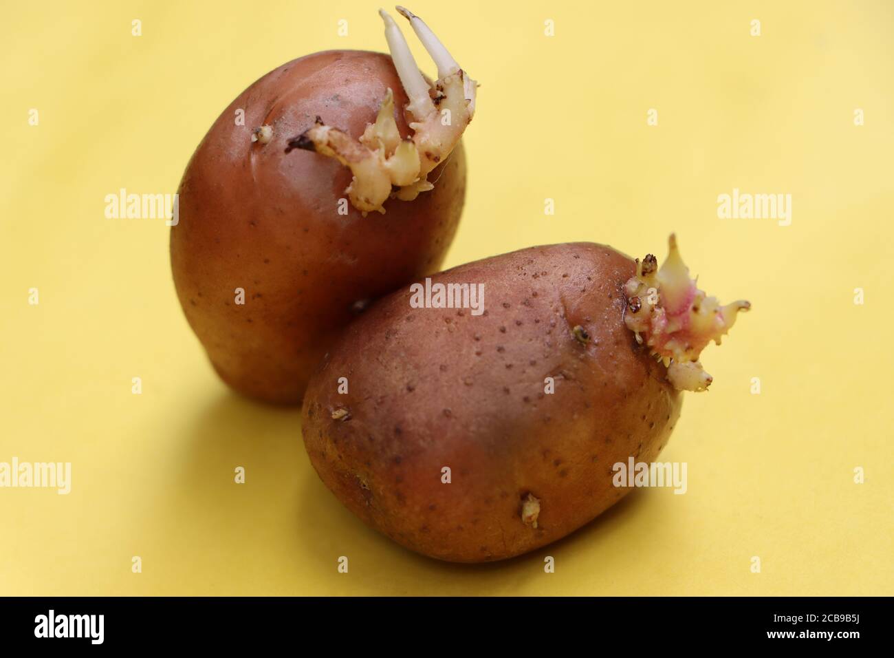 Potato Seedling High Resolution Stock Photography and Images - Alamy