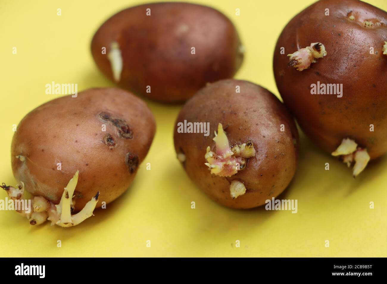 Germinated or sprouted potatoes on yellow background Stock Photo - Alamy