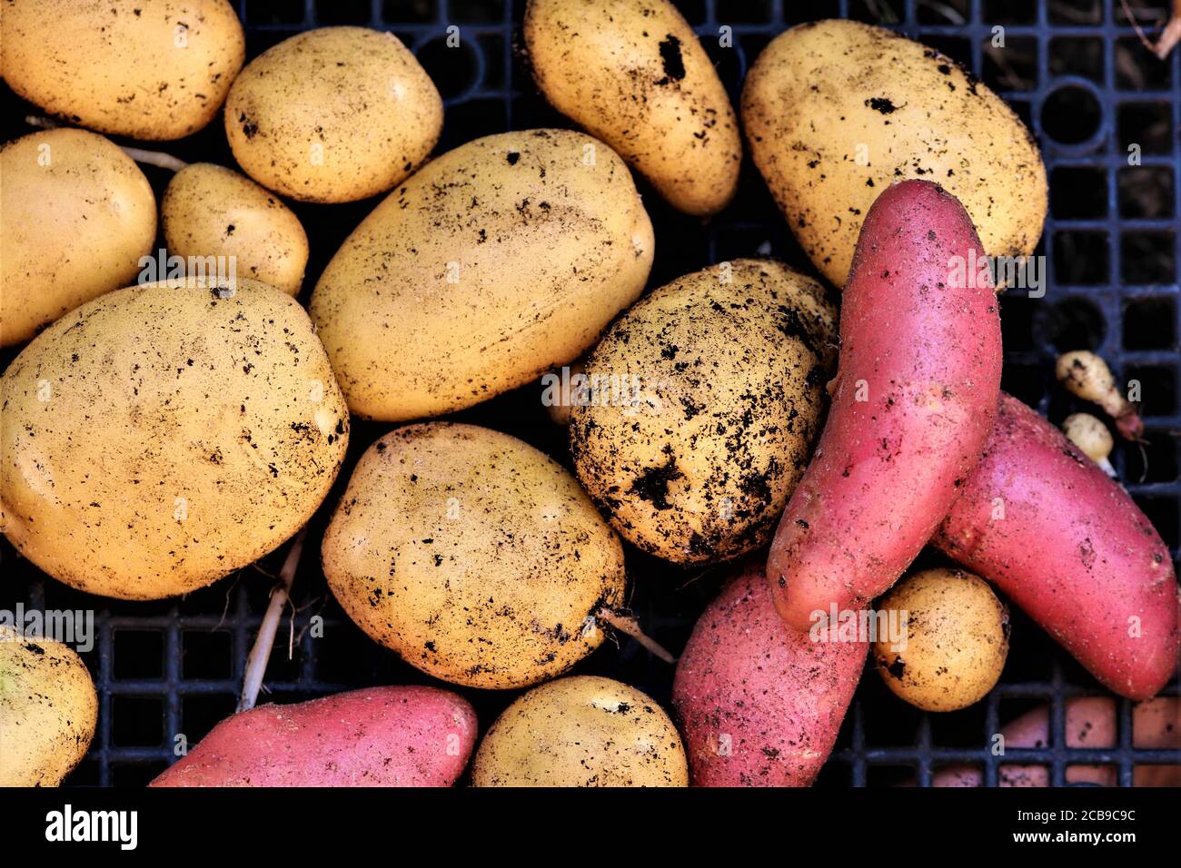 Mixed yellow hi-res stock photography and images - Alamy