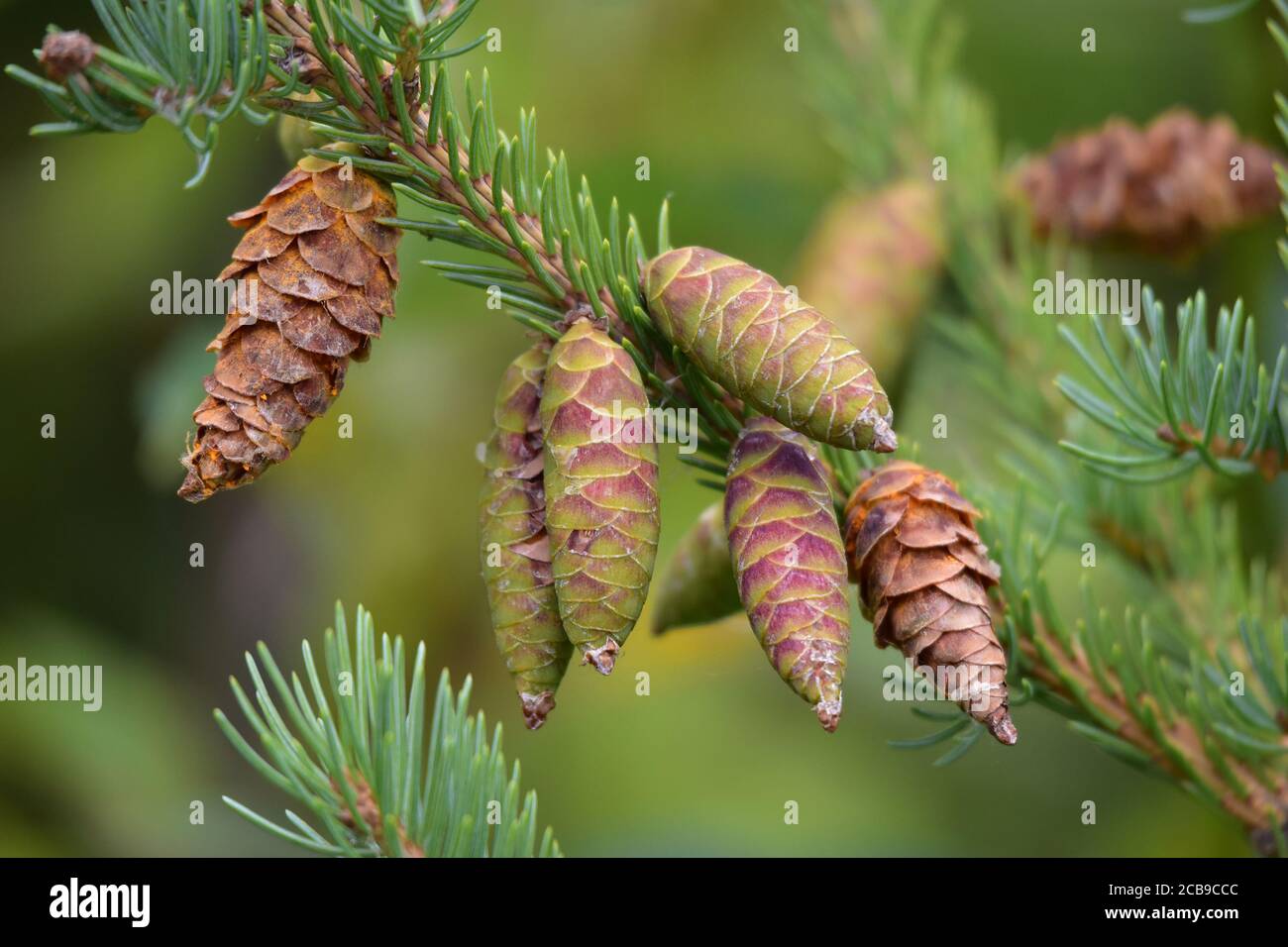 White Spruce Cones