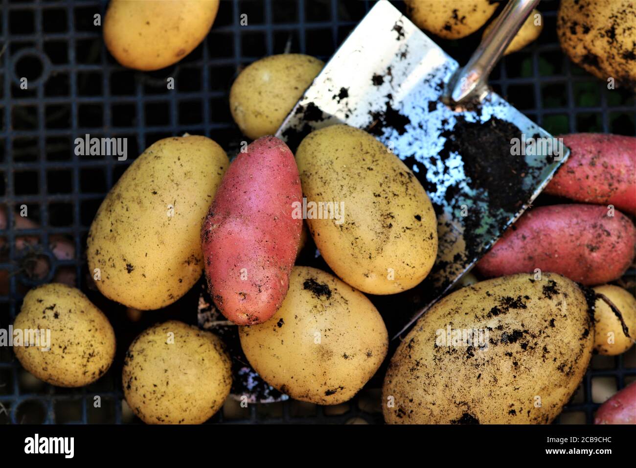 Mixed colored potatoes on a small scoop Stock Photo - Alamy