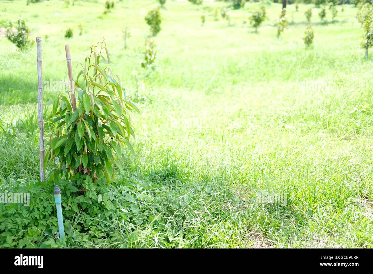 durian plant tree growing in orchard farm garden Stock Photo - Alamy