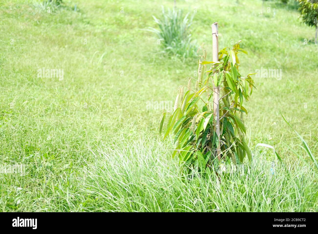 durian plant tree growing in orchard farm garden Stock Photo - Alamy