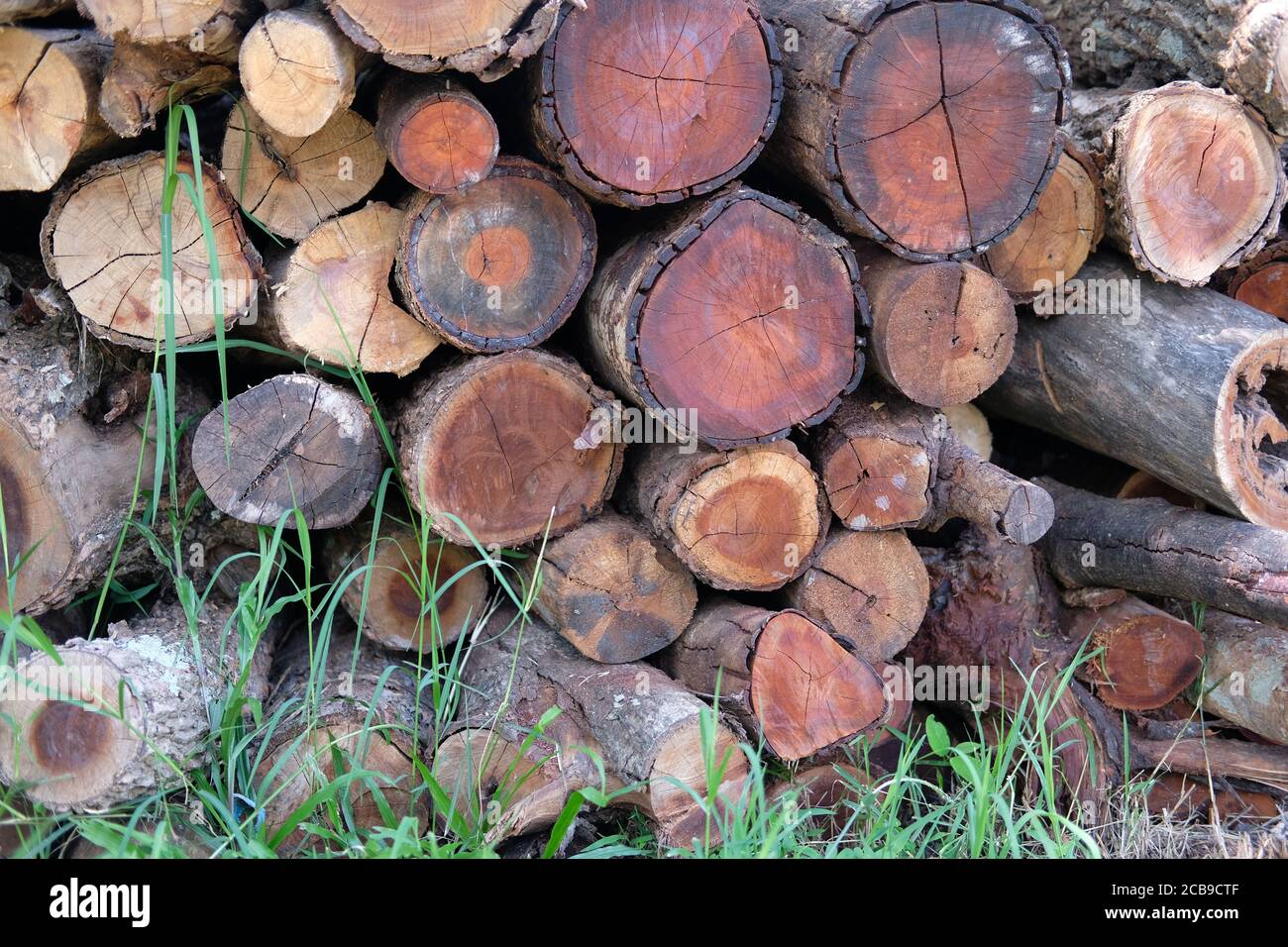 pile stack of wooden trunk tree log. timber wood forest Stock Photo - Alamy