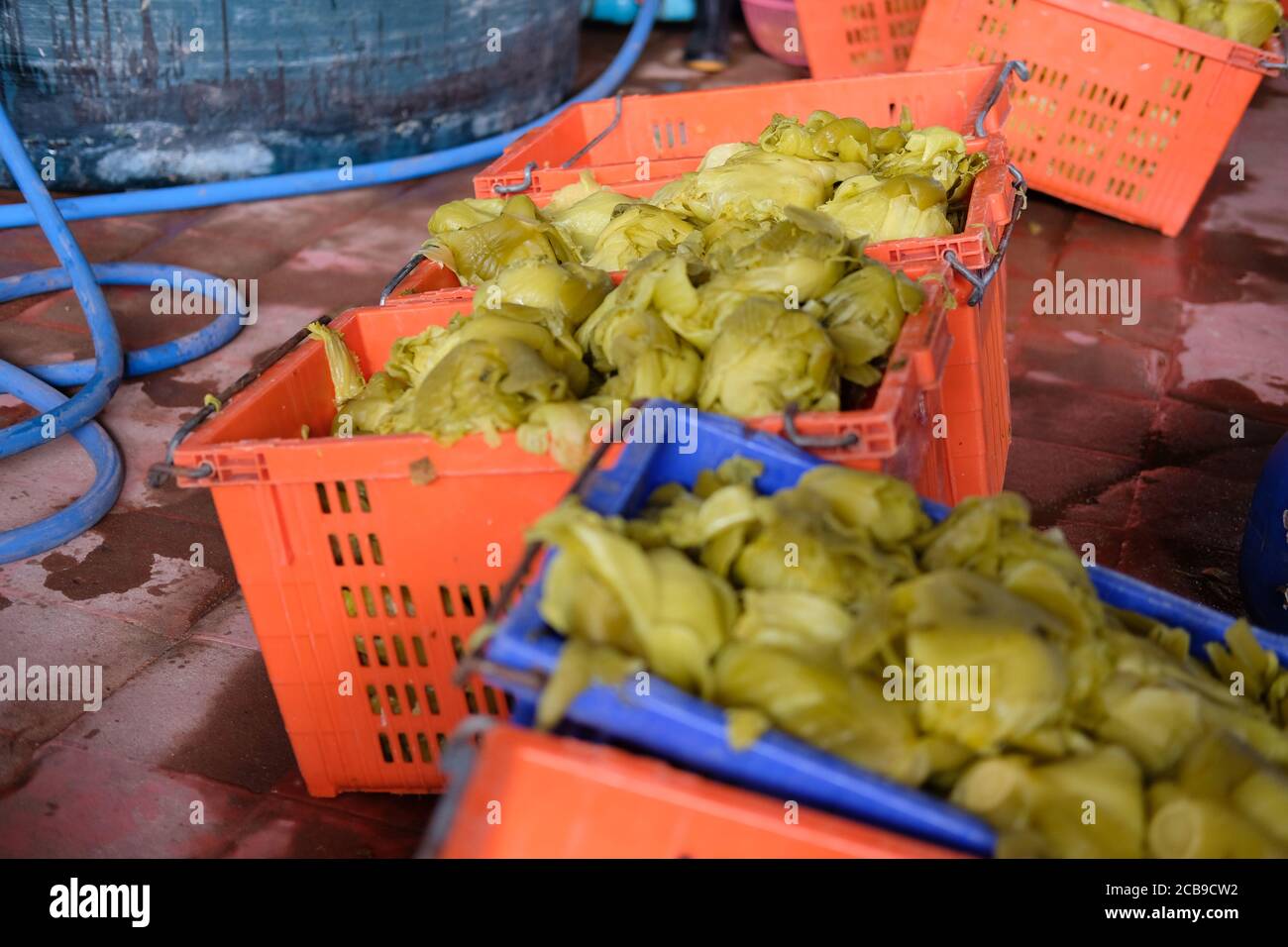 Pickled Green Chinese Cabbage in plant factory. Chinese Traditional ...